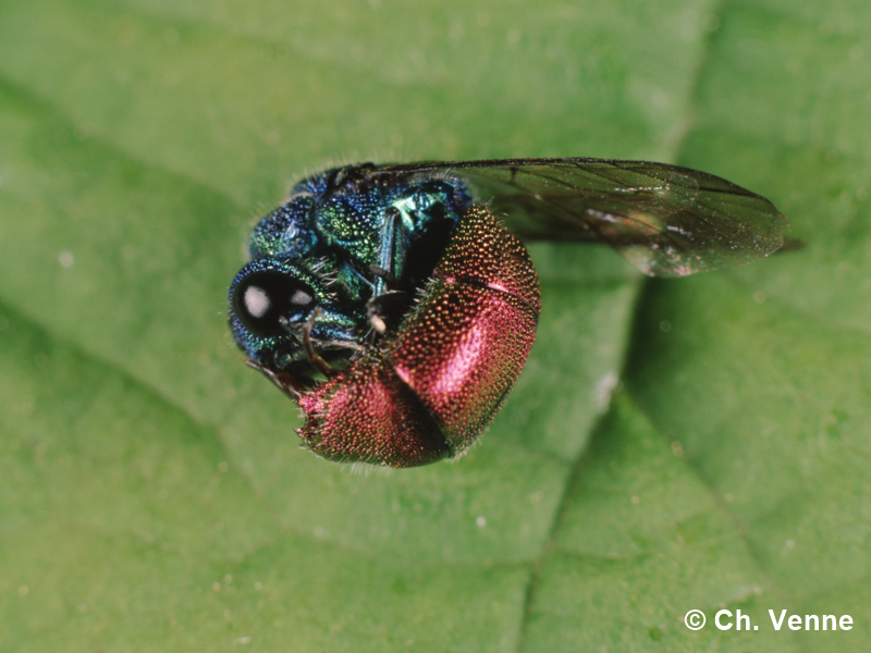 chrysis terminata
